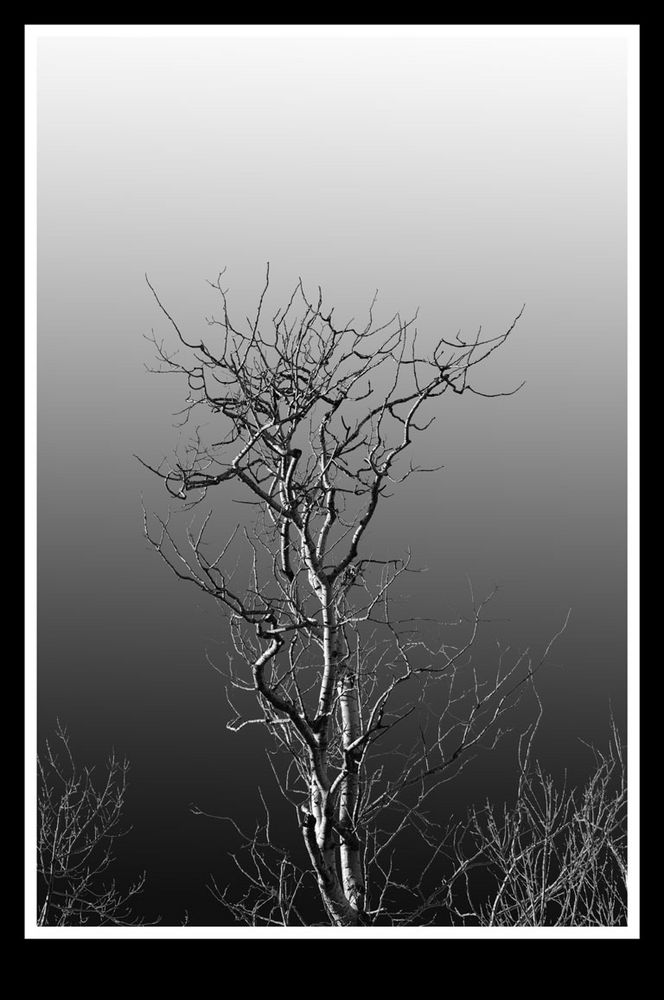 Kahler Baum Foto & Bild | fotomontage, landschaften, digiart Bilder auf fotocommunity