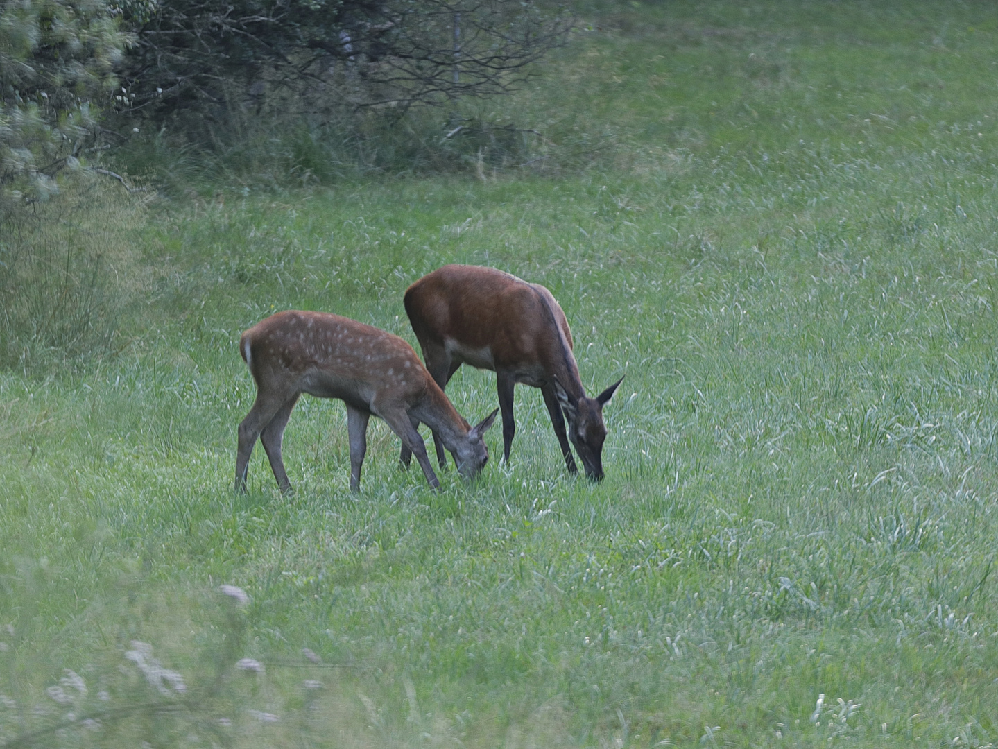 Kahlwild (Rotwild) Foto & Bild | tiere, wildlife, säugetiere Bilder auf ...