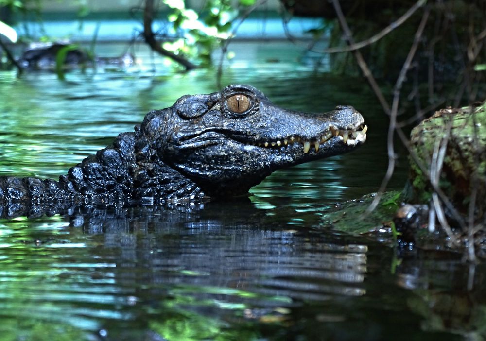 Kaiman Foto & Bild | tiere, zoo, wildpark & falknerei, amphibien ...