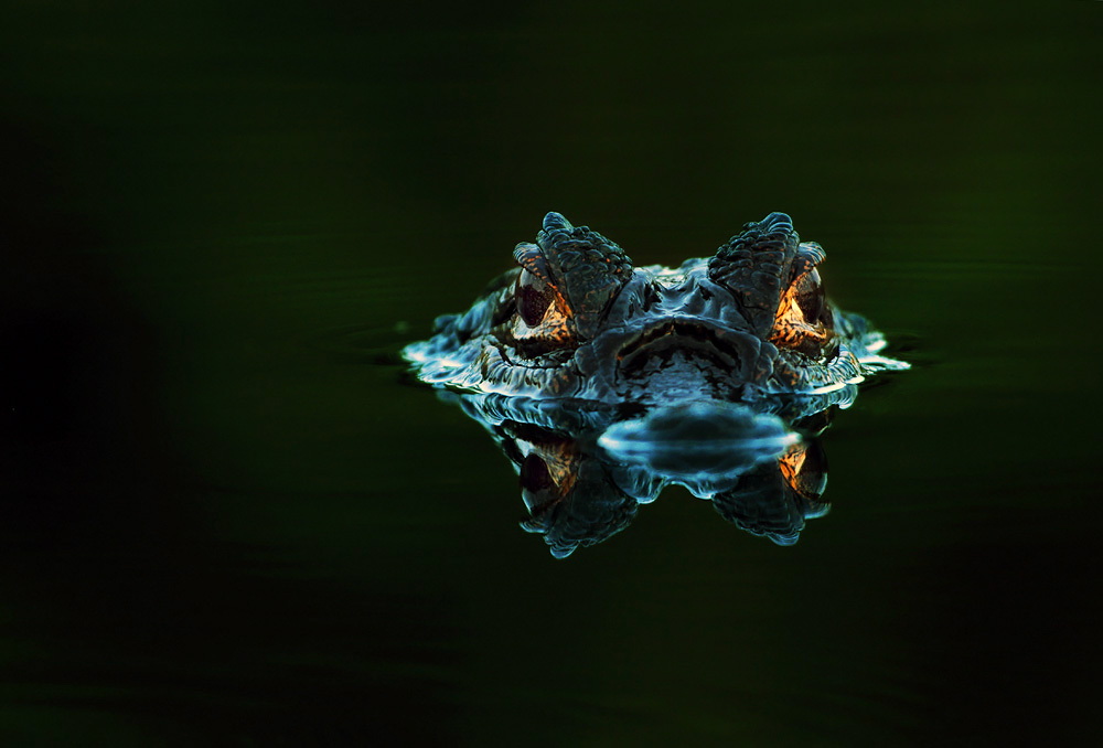 Kaiman Foto & Bild | tiere, wildlife, amphibien & reptilien Bilder auf ...