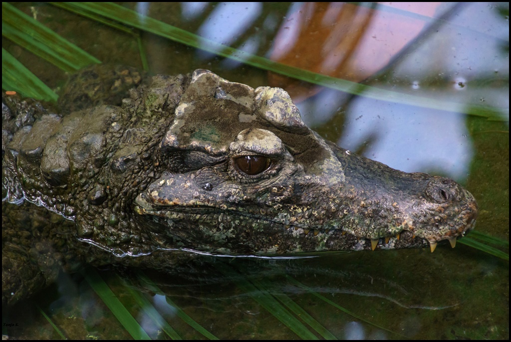 Kaiman Foto & Bild | tiere, zoo, wildpark & falknerei, natur Bilder auf ...
