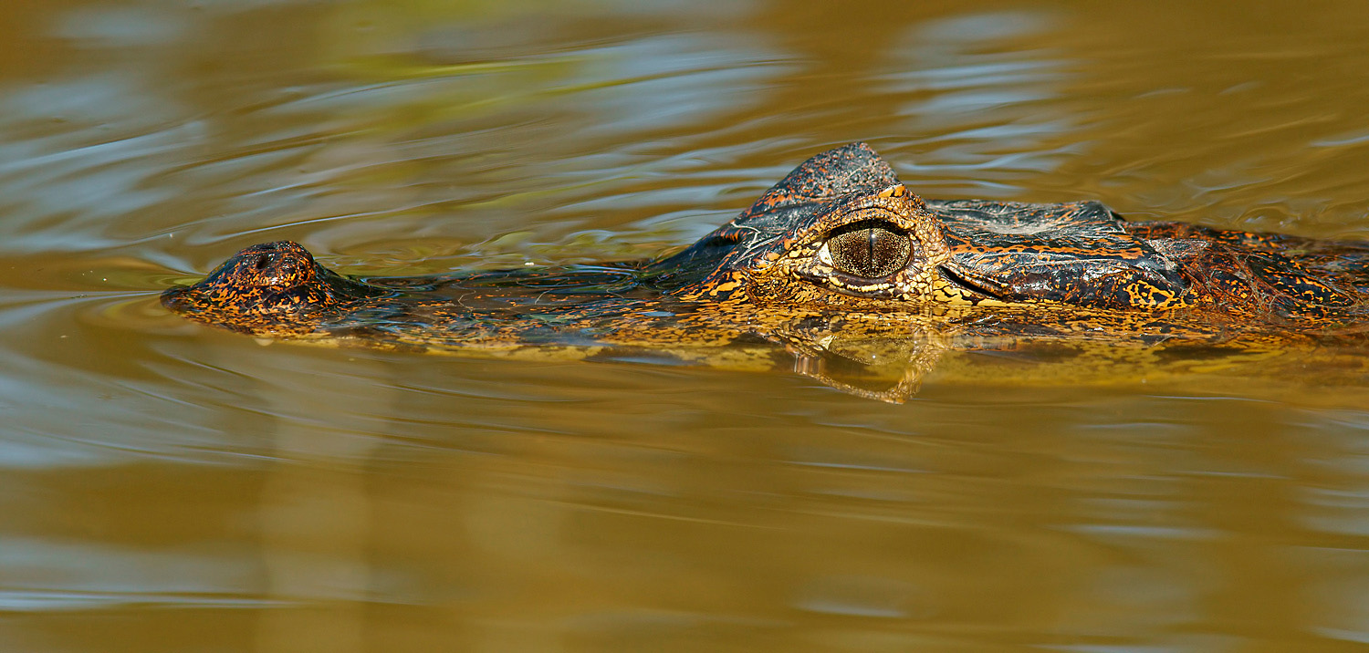 Kaiman Foto & Bild | natur, tiere, wildlife Bilder auf fotocommunity