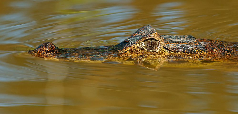 Kaiman Foto & Bild | natur, tiere, wildlife Bilder auf fotocommunity