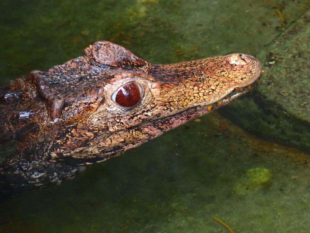 - Kaiman - Foto & Bild | tiere, wildlife, amphibien & reptilien Bilder ...