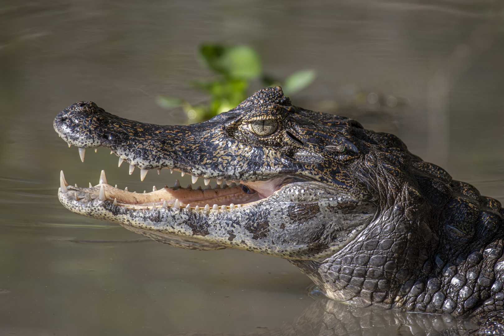 Kaiman Foto & Bild | tiere, wildlife, fluss Bilder auf fotocommunity