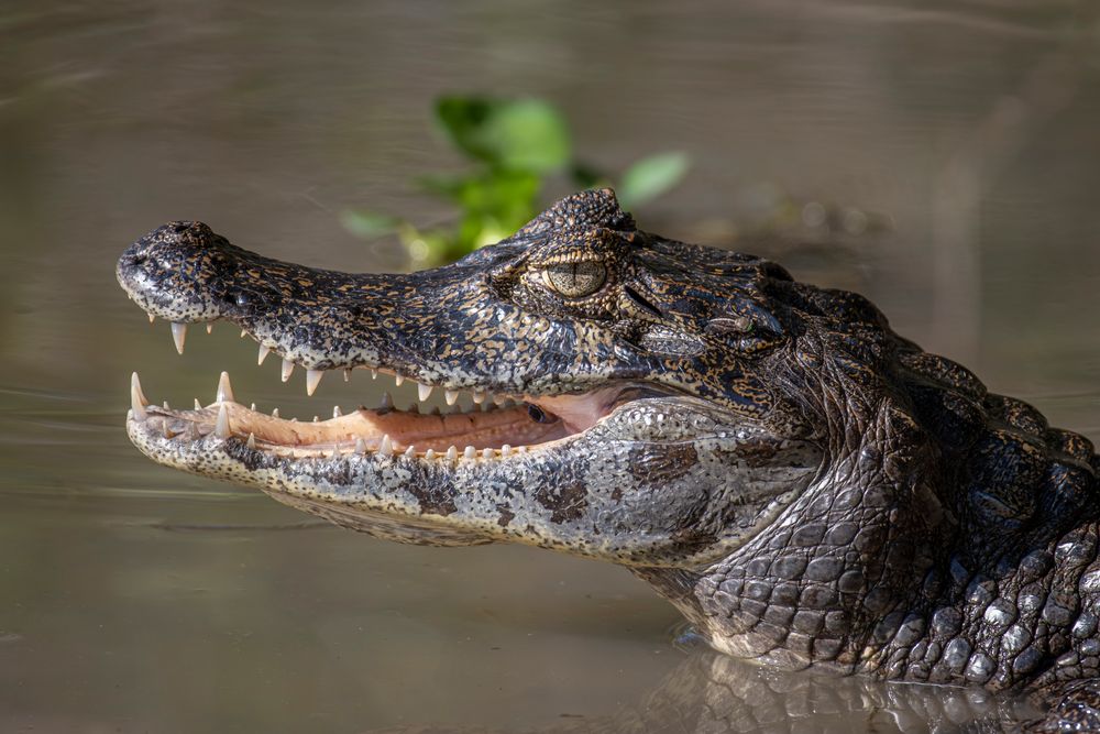 Kaiman Foto & Bild | tiere, wildlife, fluss Bilder auf fotocommunity