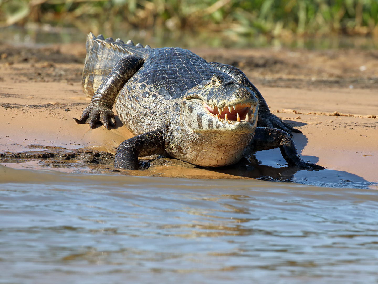 Kaiman Foto & Bild | south america, tiere, wildlife Bilder auf ...
