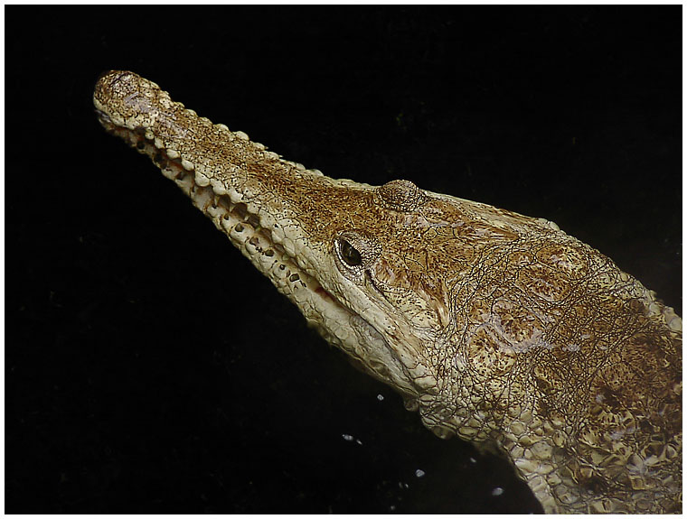 Kaiman Foto & Bild | natur, youth Bilder auf fotocommunity