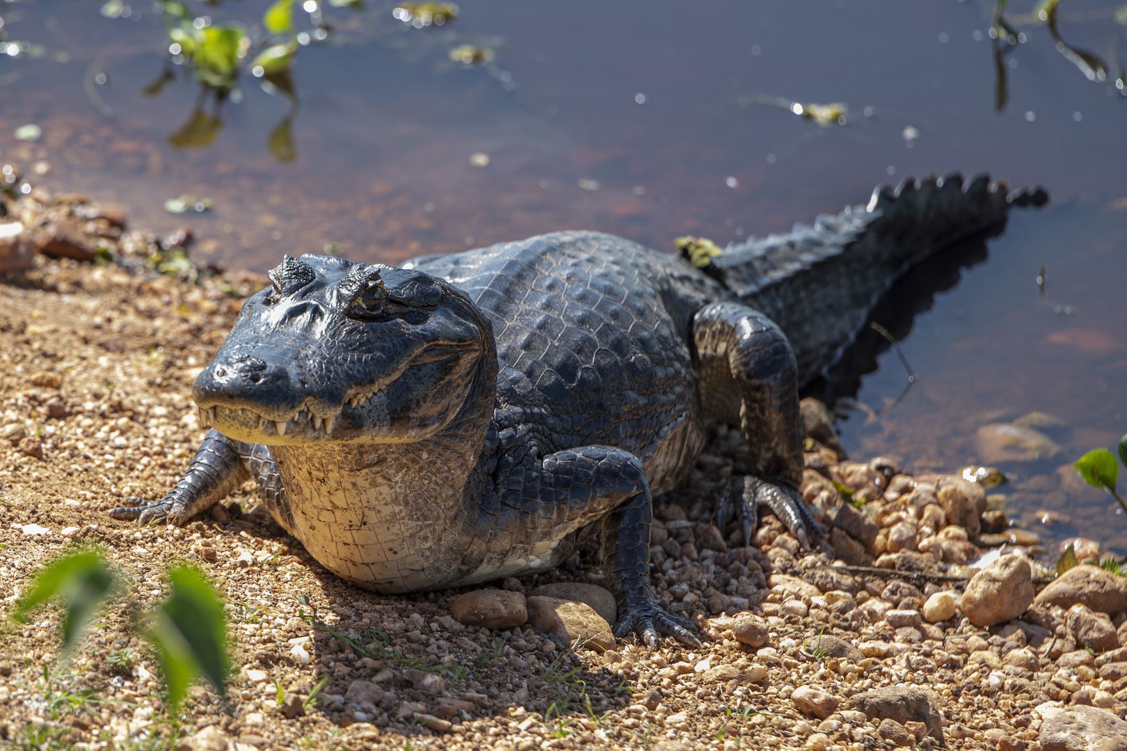 Kaiman Foto & Bild | tiere, wildlife, fluss Bilder auf fotocommunity