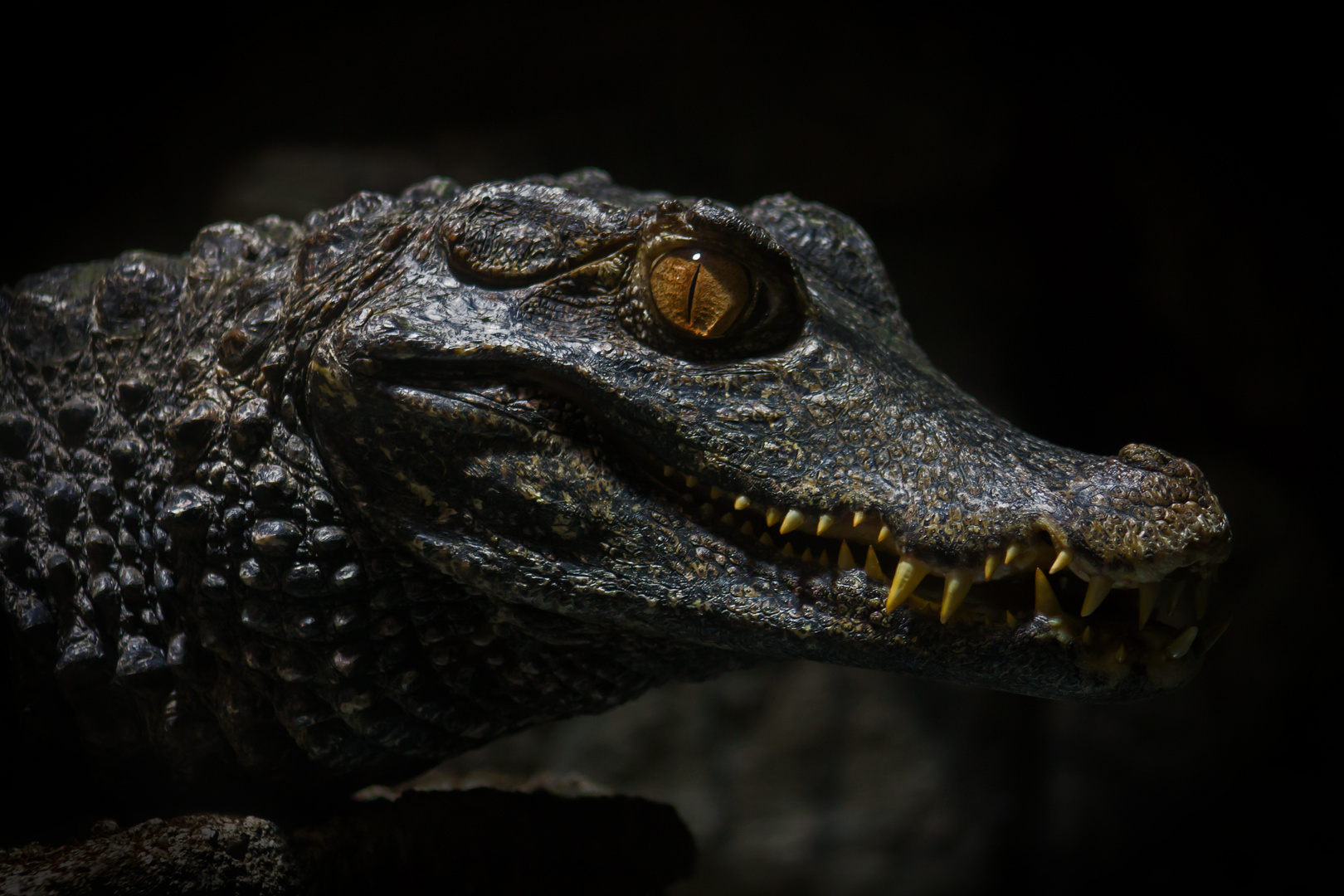 Kaiman Foto & Bild | tiere, zoo, wildpark & falknerei, amphibien ...