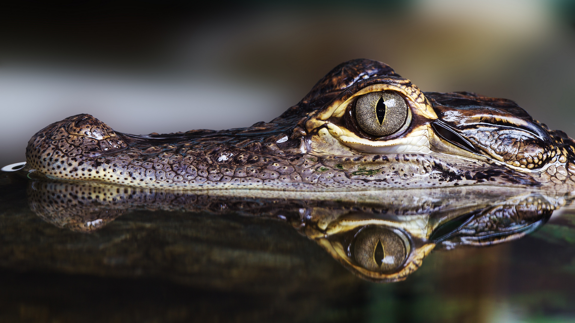 Kaiman Foto & Bild | tiere, zoo, wildpark & falknerei, amphibien ...