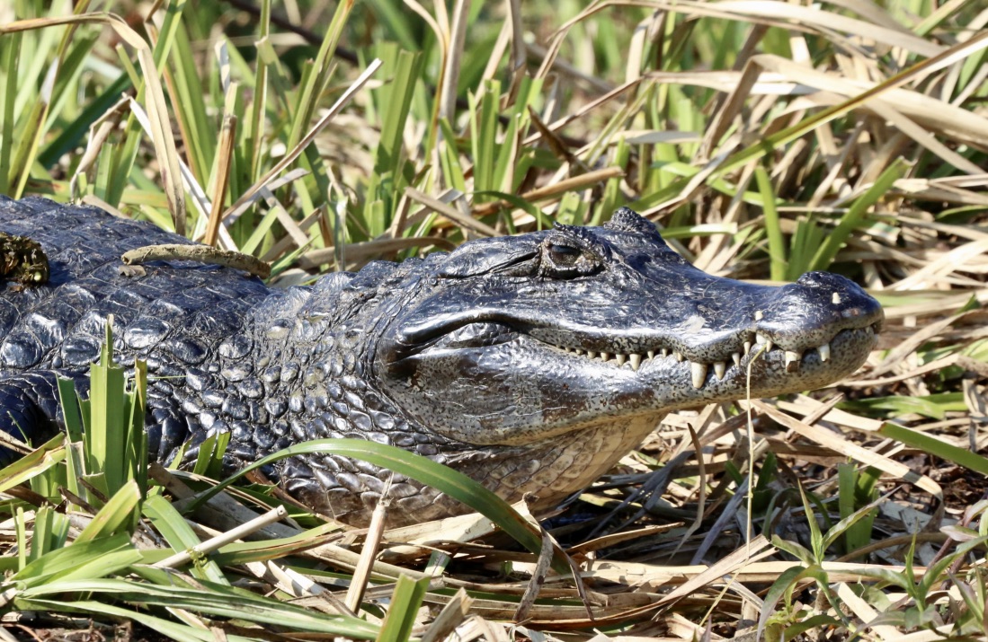 Kaiman Foto & Bild | south america, tiere, wildlife Bilder auf ...