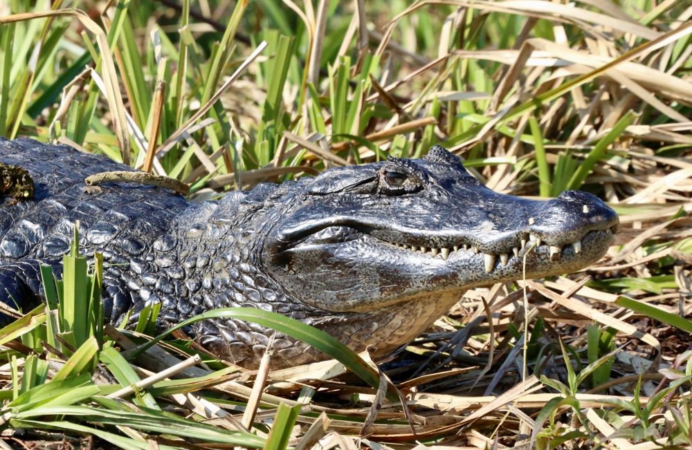 Kaiman Foto & Bild | south america, tiere, wildlife Bilder auf ...