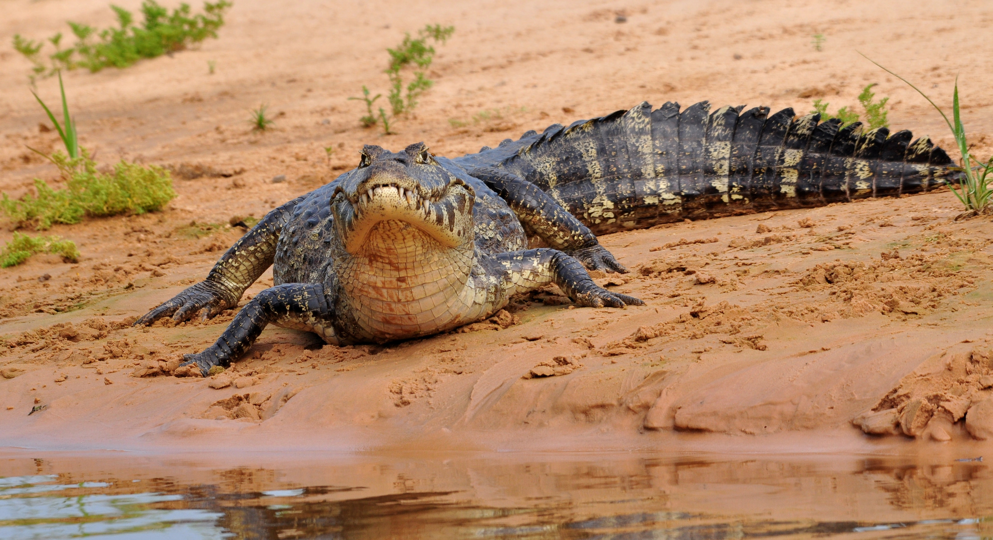 Kaiman Foto & Bild | south america, brazil, pantanal Bilder auf ...