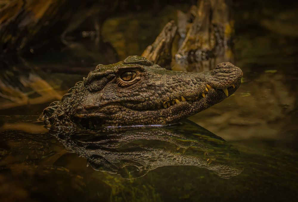Kaiman im Zoo Berlin Foto & Bild | tiere, wildlife, amphibien ...