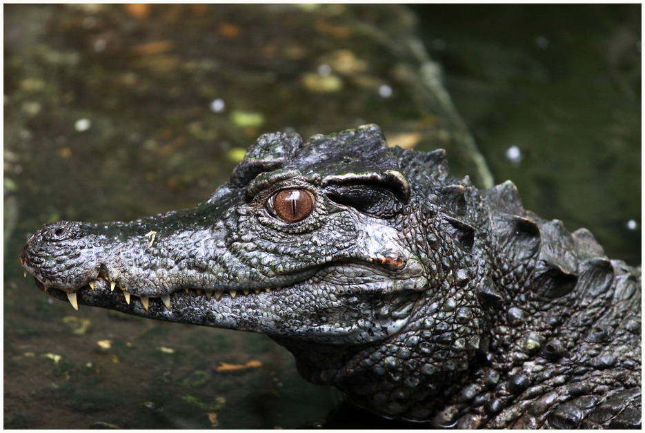 Kaimane Foto & Bild | tiere, zoo, wildpark & falknerei, amphibien ...