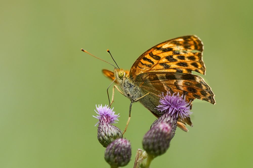 Kaisermantel mit Akrobatik-Übung Foto & Bild | tiere, wildlife ...