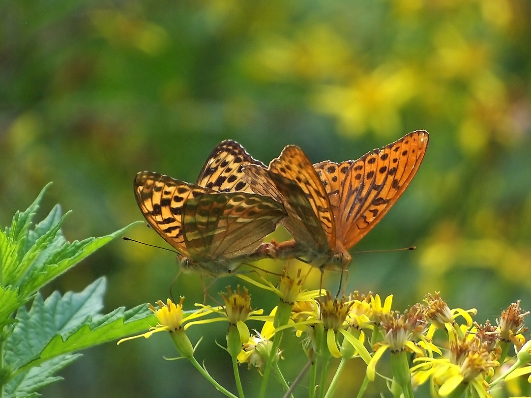 Kaisermatel Kopula Foto & Bild | tiere, wildlife, schmetterlinge Bilder ...