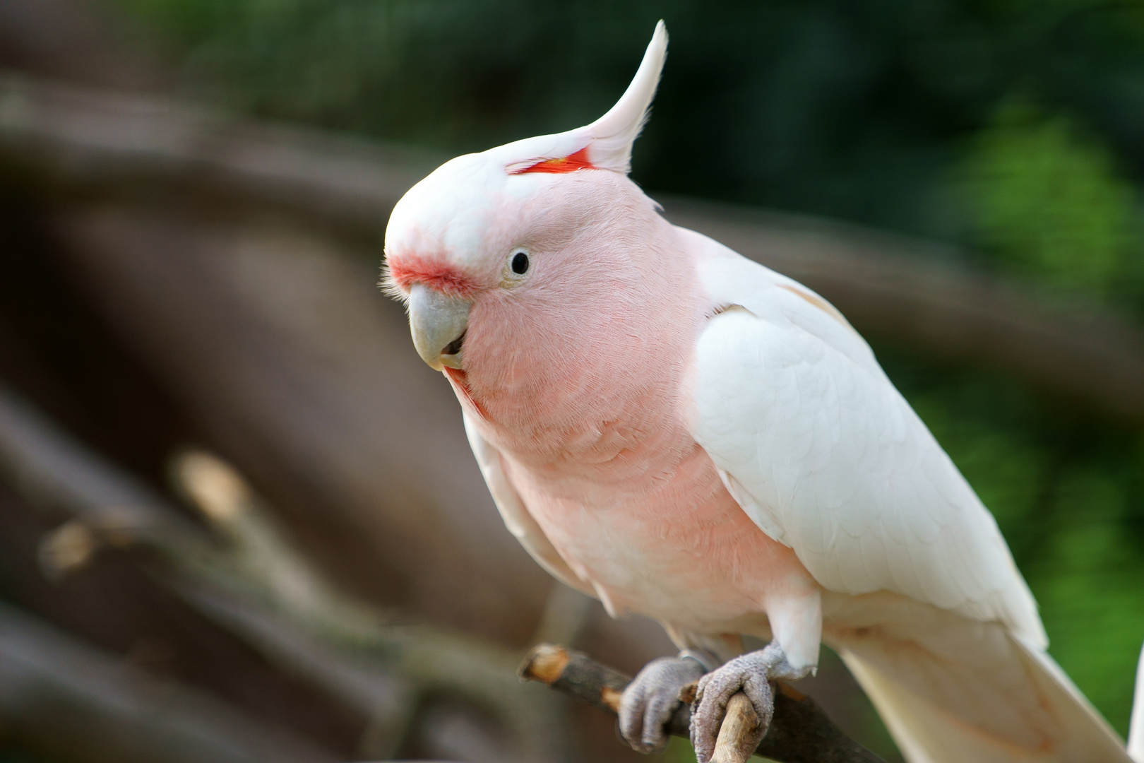 Kakadu Foto & Bild | tiere, haustiere, vögel Bilder auf fotocommunity