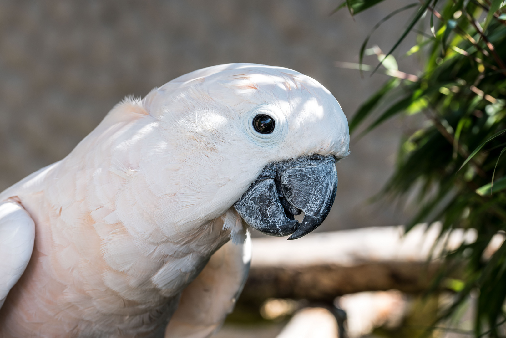 Kakadu Foto & Bild | tiere, zoo, wildpark & falknerei, vögel Bilder auf ...
