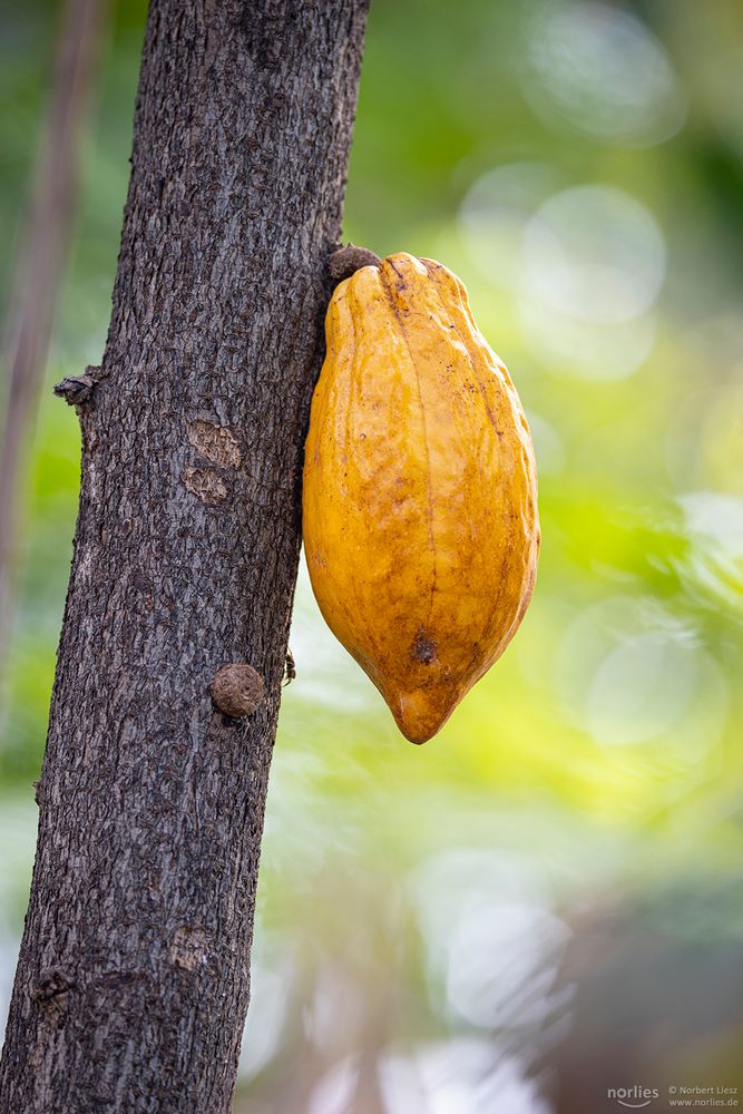 Kakaobaum Foto & Bild | pflanzen, pilze & flechten, bäume, pflanzen Bilder auf fotocommunity