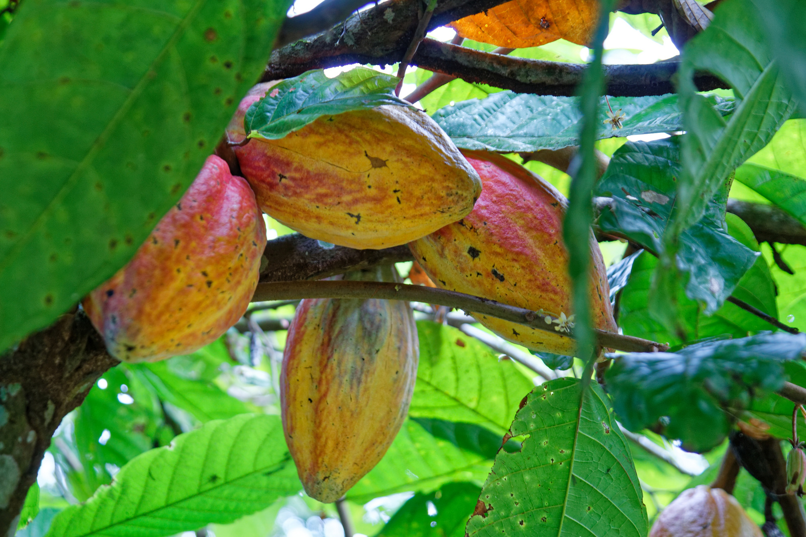 Kakaofrüchte Foto & Bild | north america, central america, pflanzen ...