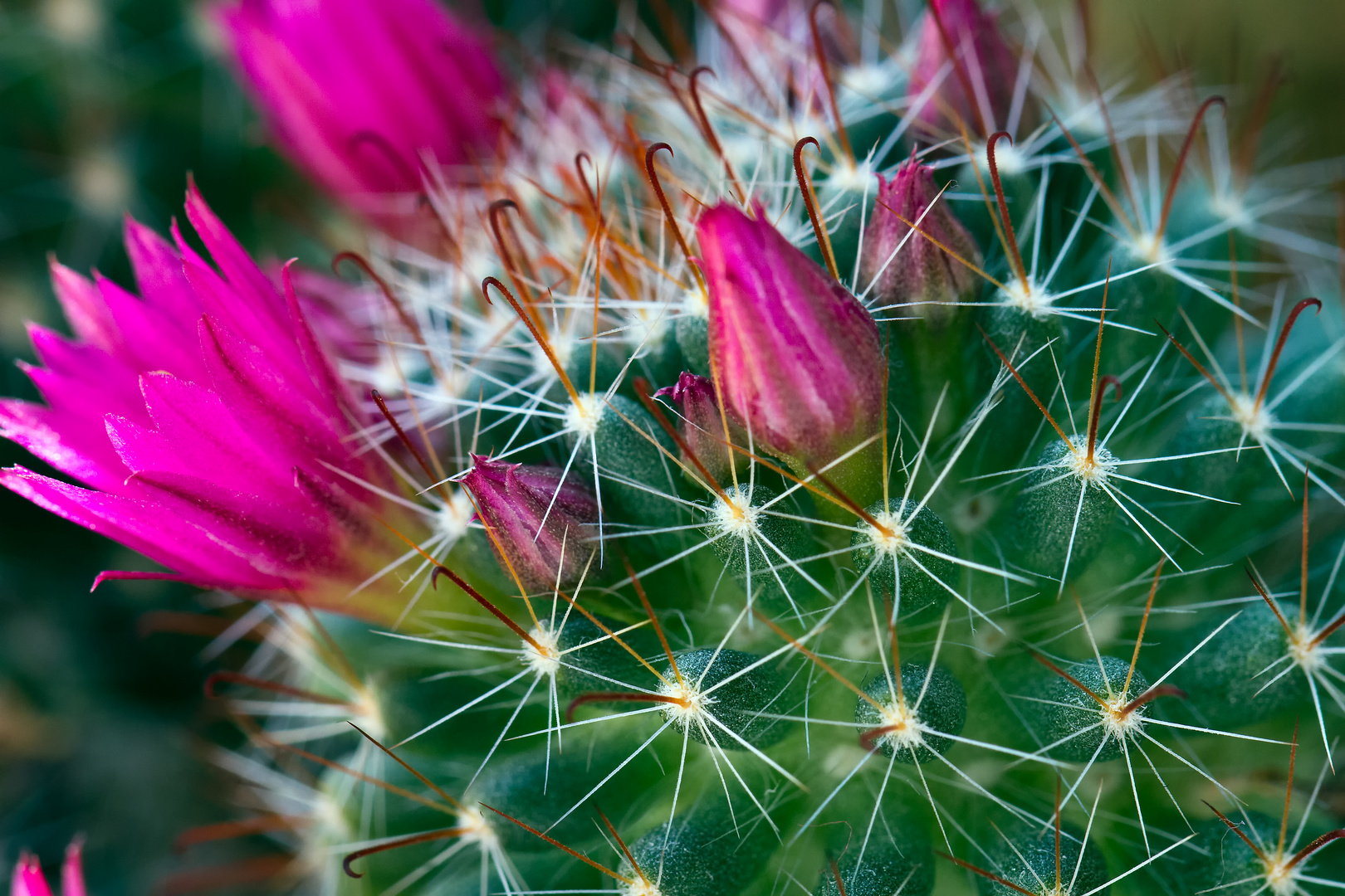 Kaktus Foto & Bild | pflanzen, pilze & flechten, natur Bilder auf ... Kaktus Foto & Bild | pflanzen, pilze & flechten, natur Bilder auf ...