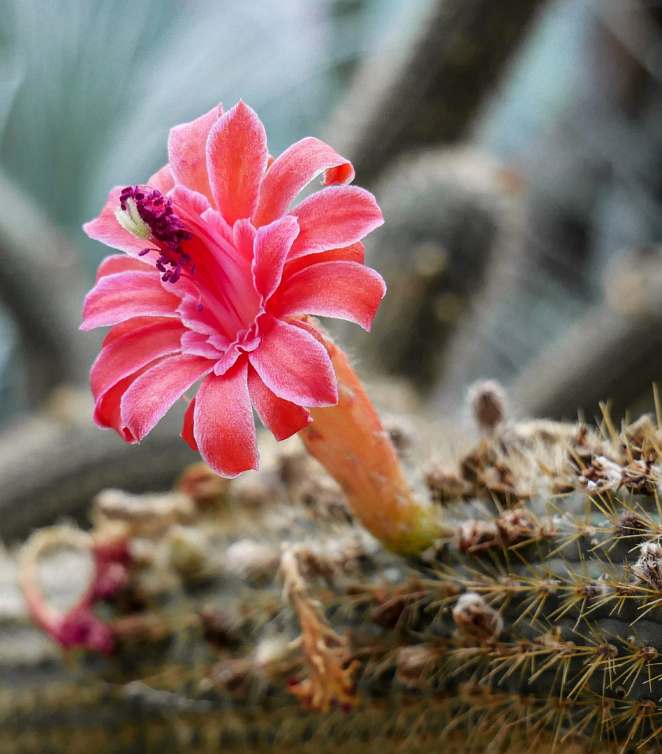 Kaktus Blüte Foto & Bild | fotos, natur, landschaft Bilder auf ... Kaktus Blüte Foto & Bild | fotos, natur, landschaft Bilder auf ...
