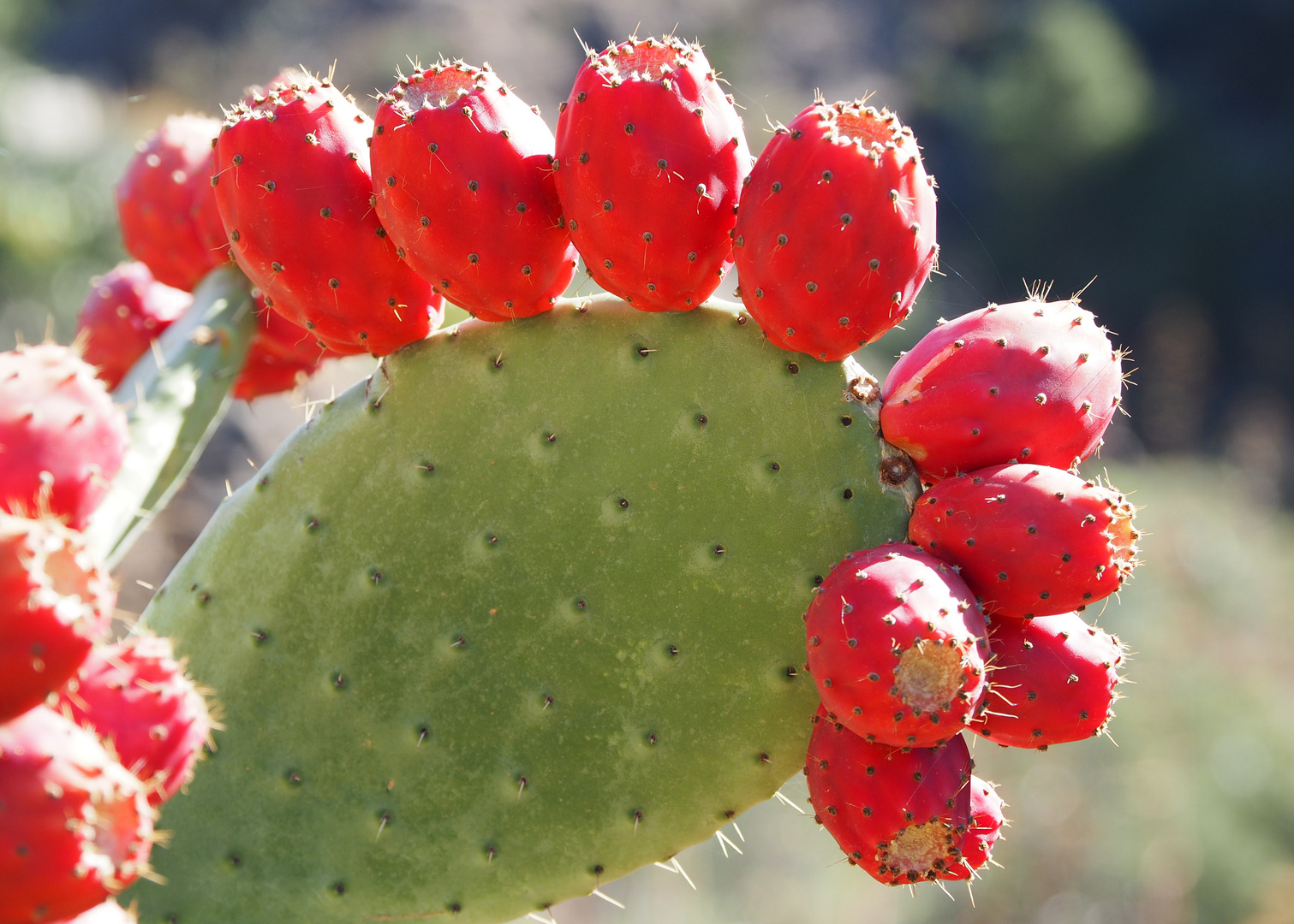kaktusfeigen Foto & Bild | europe, canary islands die kanaren, spain ...