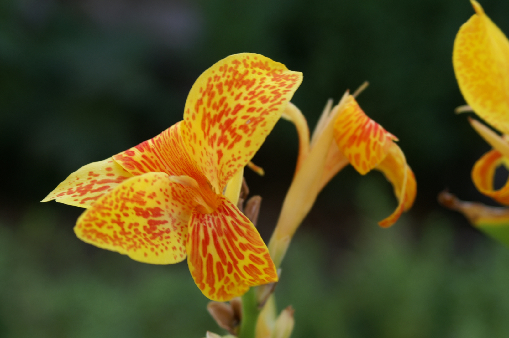 Kala_1 Foto & Bild | pflanzen, pilze & flechten, natur Bilder auf ...