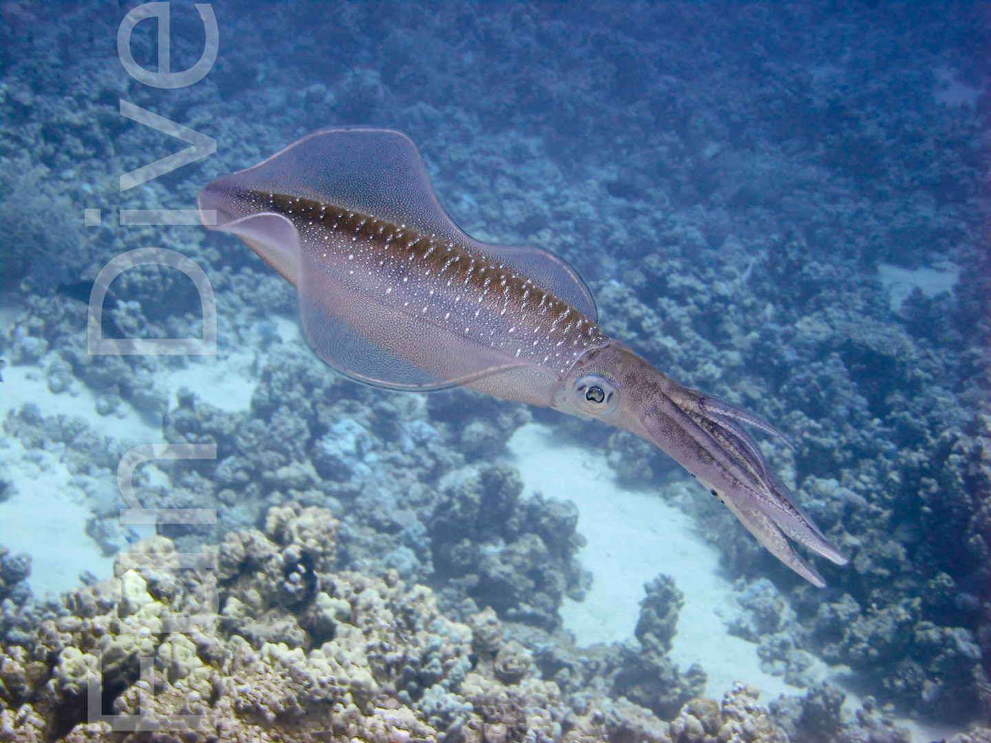 Kalamari fritti Rohzustand Foto & Bild | tiere, wildlife, fische Bilder ...