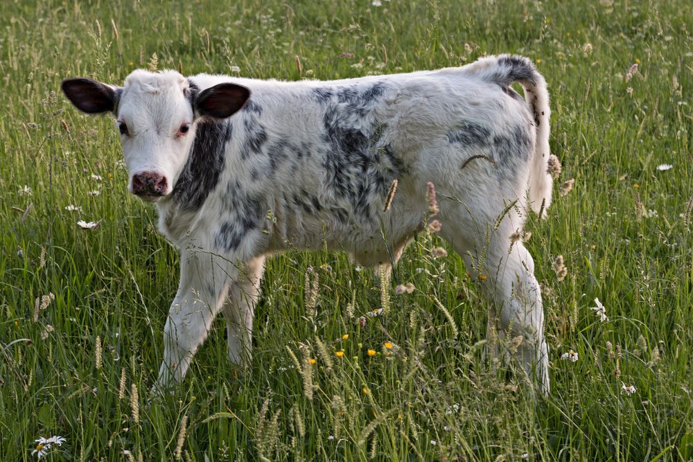 Kalb Foto & Bild | tiere, haustiere, nutztiere Bilder auf fotocommunity