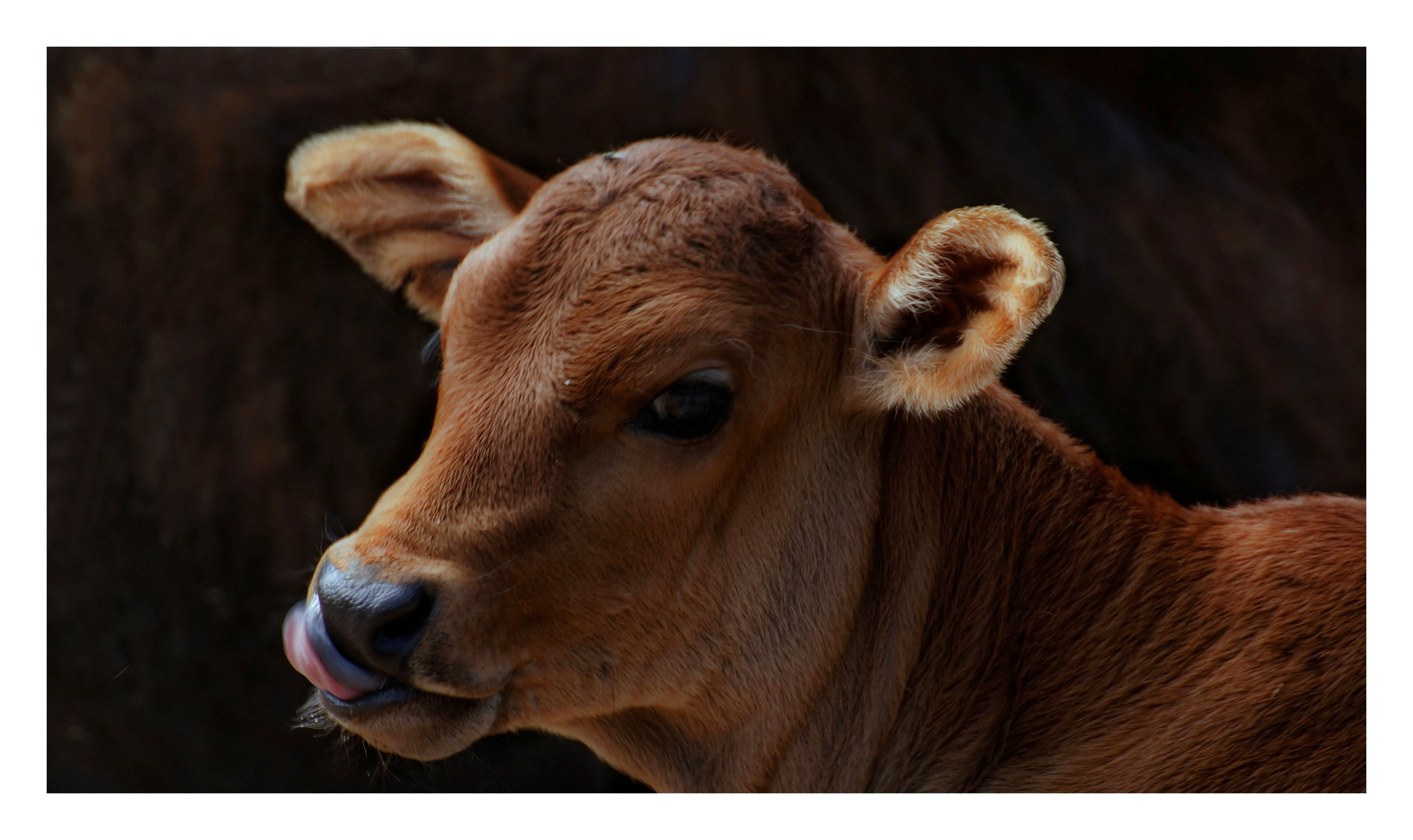 Kalb Foto & Bild | huftiere, natur, tier Bilder auf fotocommunity