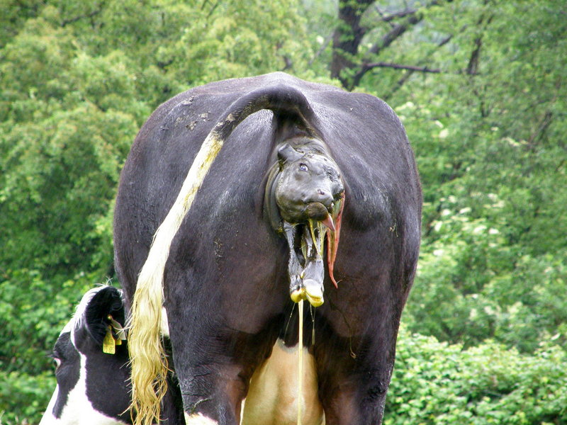 Kalbende Kuh Foto & Bild | tiere, haustiere, nutztiere Bilder auf ...