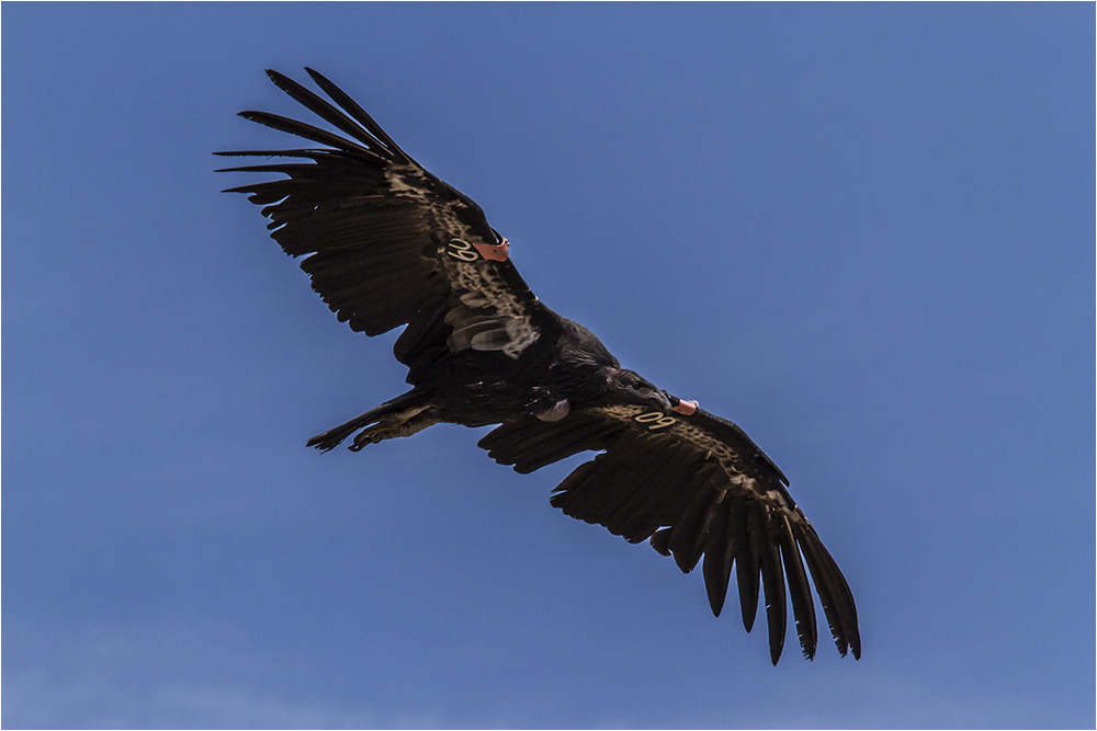 Kalifornischer Kondor Foto & Bild | tiere, wildlife, wild lebende vögel ...