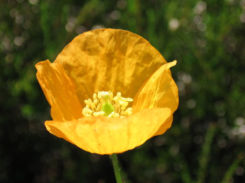 Kalifornischer Mohn Foto & Bild | pflanzen, pilze & flechten, blüten ...
