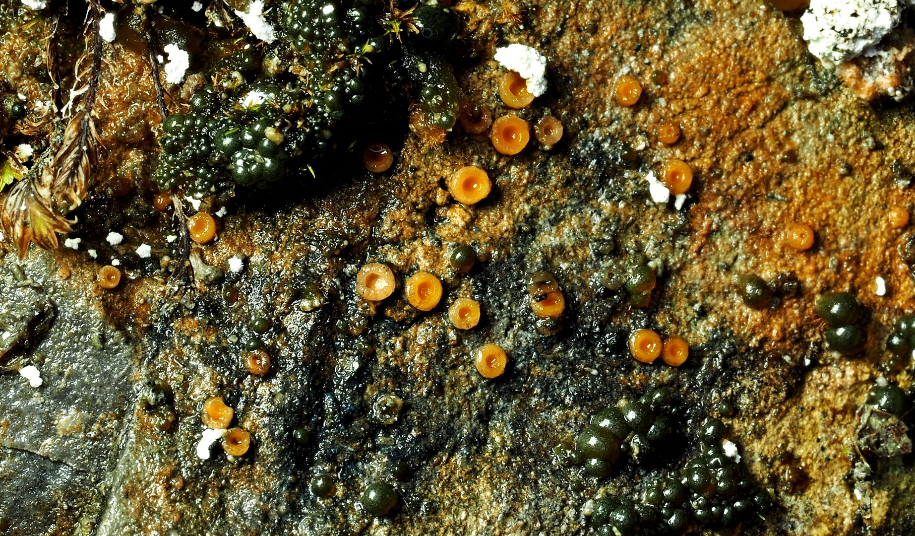 Kalkstein-Grubenflechte (Gyalecta jenensis) Foto & Bild | fotos, natur ...