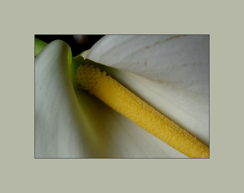 kalla ... Foto & Bild | nah- & makro, techniken, aufnahme-techniken Bilder auf fotocommunity