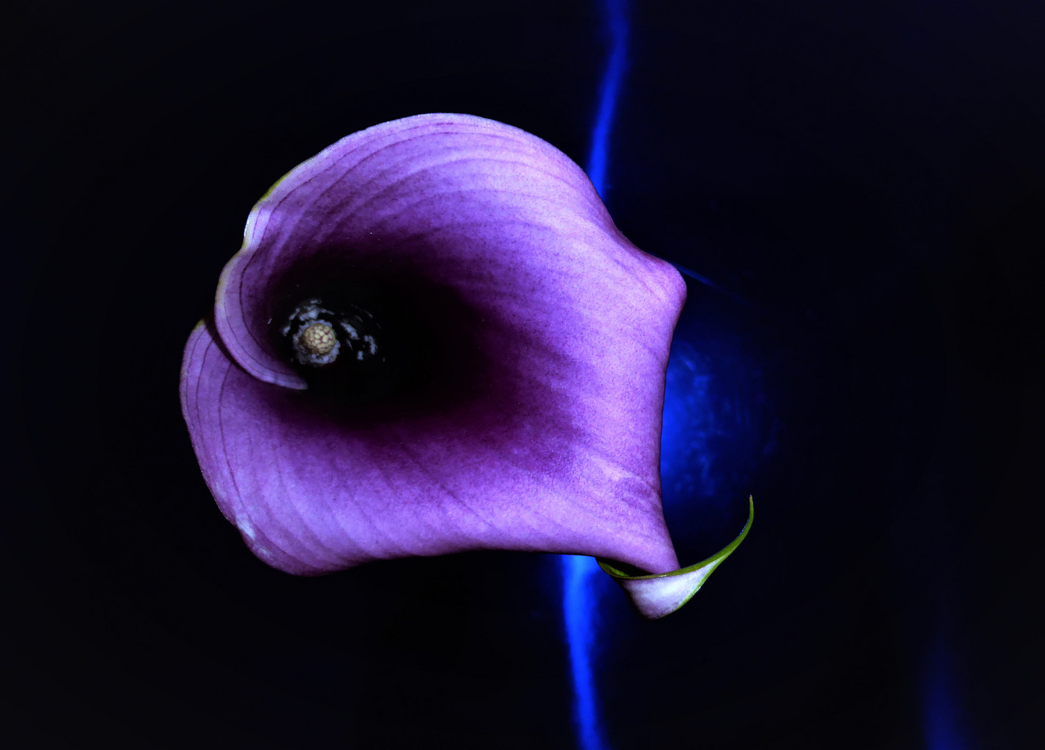 Kalla im Lila Foto & Bild | pflanzen, pilze & flechten, blüten ...