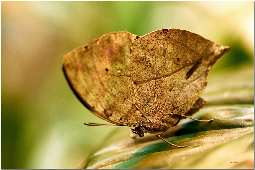 * Kallima inachus * Foto & Bild | macro nature, macro insectes ...