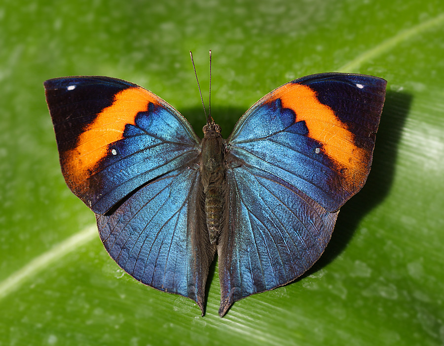 Kallima inachus Foto & Bild | tiere, zoo, wildpark & falknerei ...