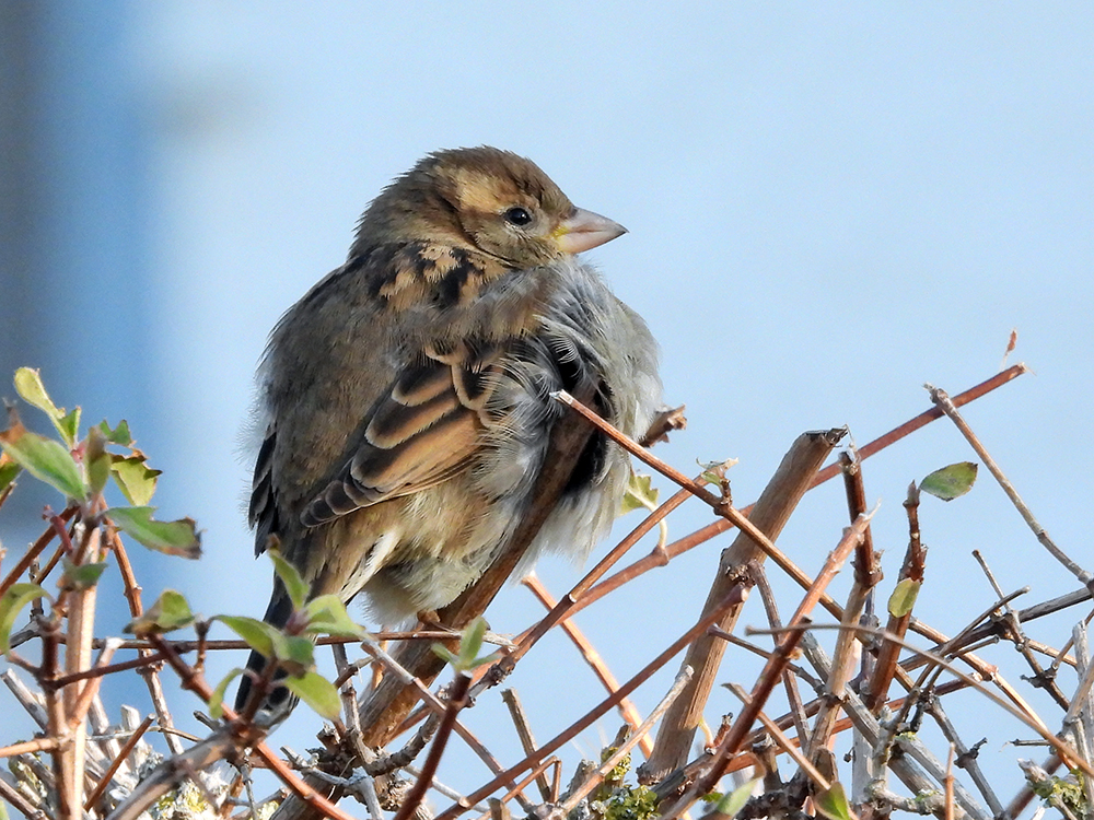 Kalt! Foto & Bild | tiere, wildlife, wild lebende vögel Bilder auf fotocommunity