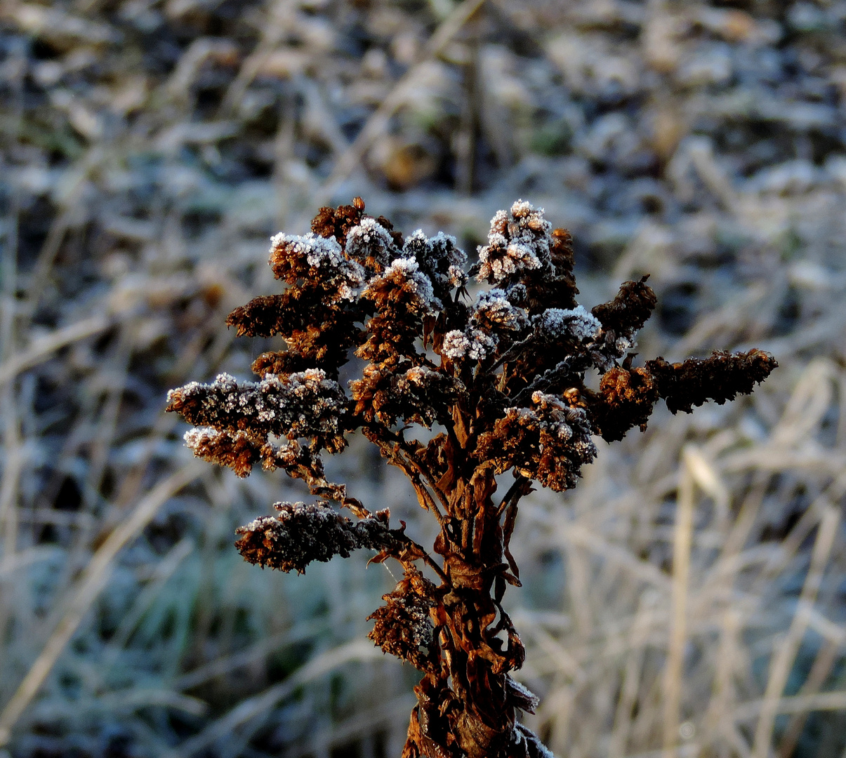 Kalt........# Foto & Bild | jahreszeiten, winter, natur Bilder auf ...