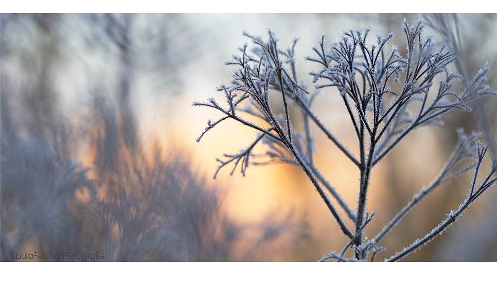 KALT Foto & Bild | jahreszeiten, winter, unser garten Bilder auf ...