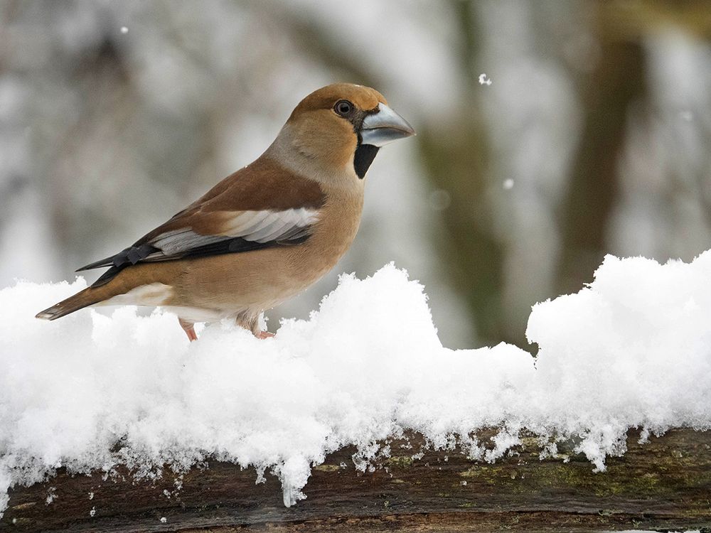 Kalt erwischt Foto & Bild | tiere, wildlife, wild lebende vögel Bilder auf fotocommunity