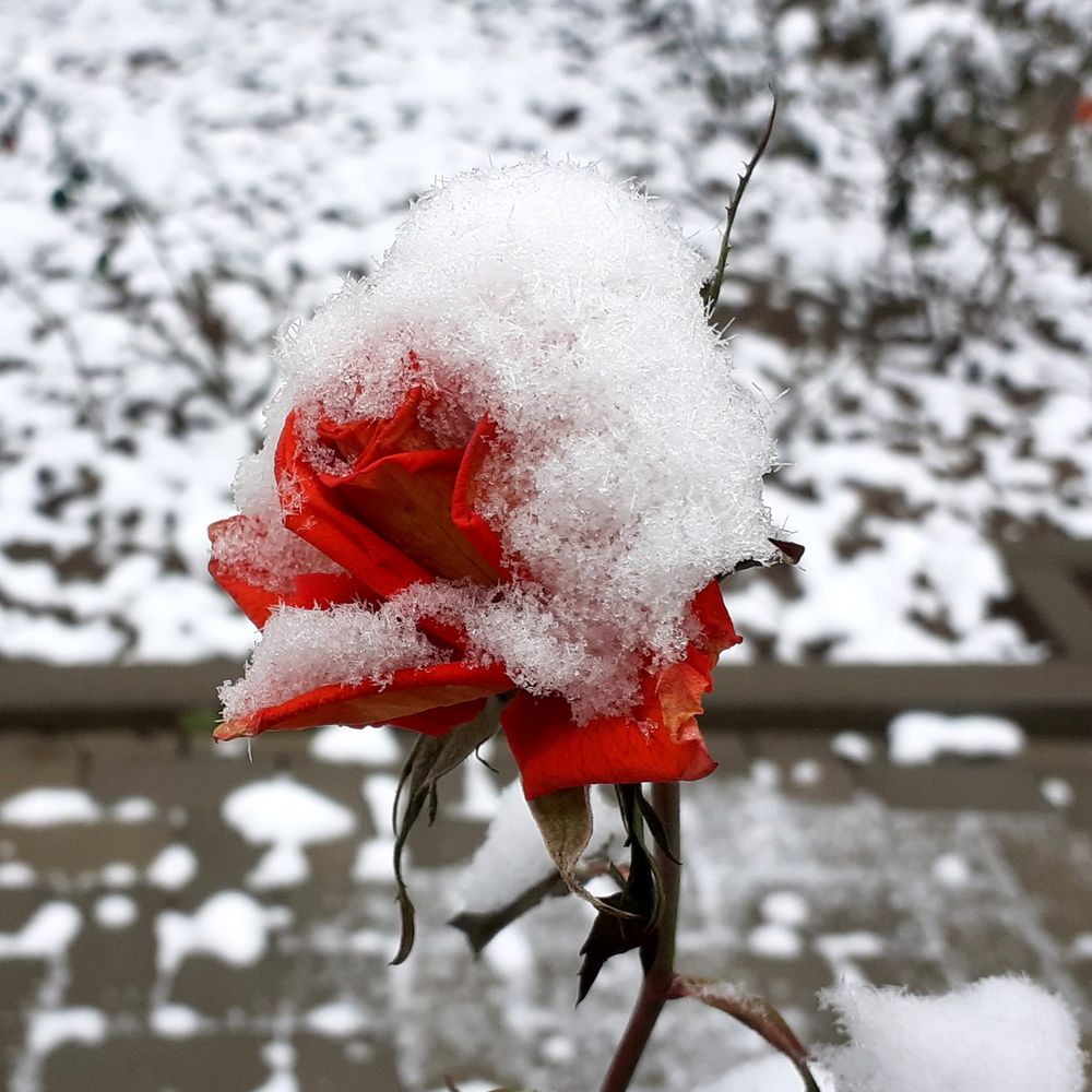 Kalt erwischt Foto & Bild | landschaft, jahreszeiten, lebensräume ...