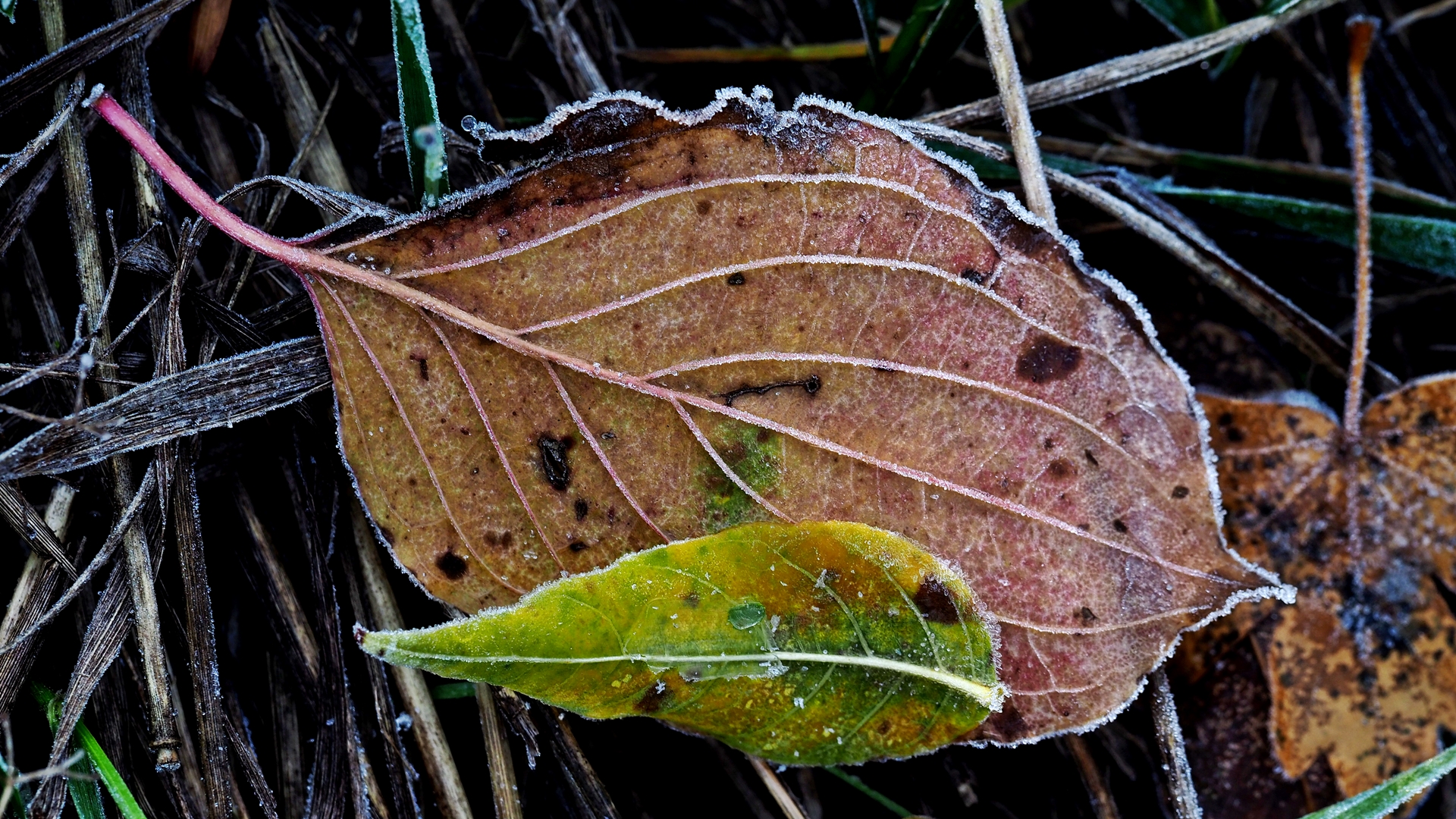 Kalt wird es... Foto & Bild | pflanzen, pilze & flechten, bäume ...