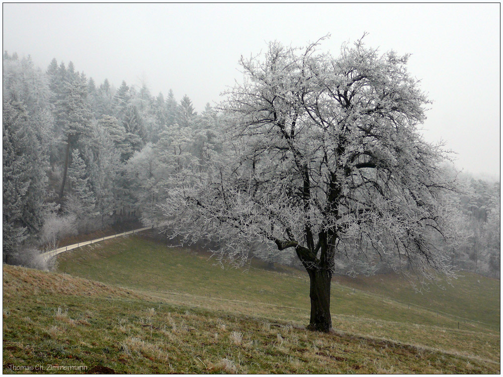 kalte Zeit Foto & Bild | archiv projekte naturchannel, naturprojekte ...