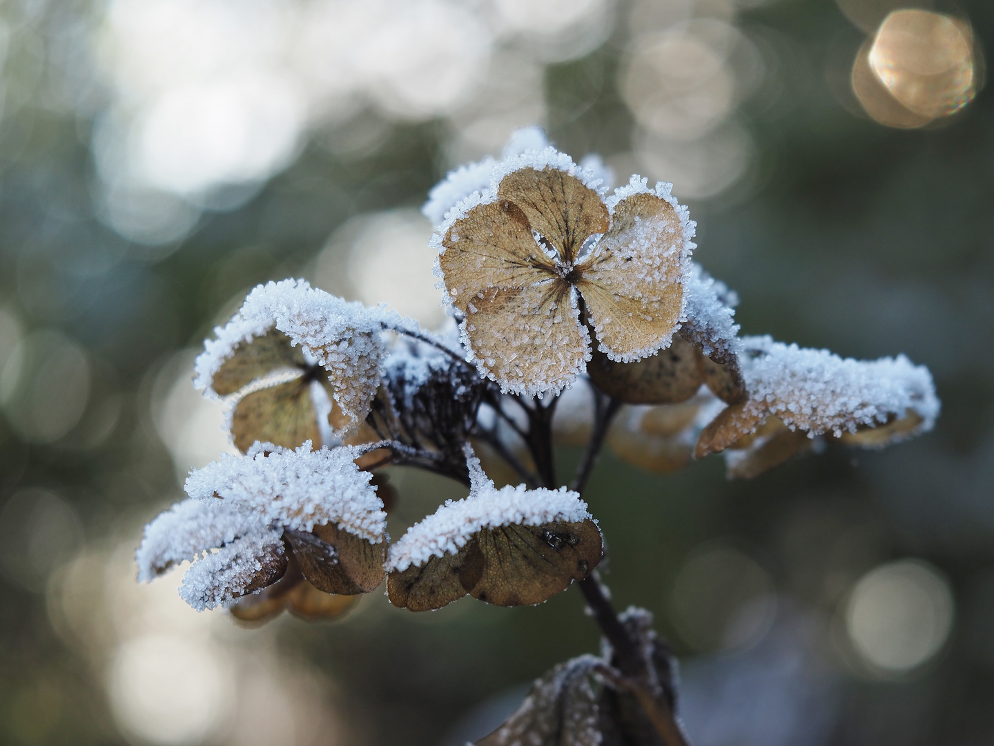 "Kalt.Start." Foto & Bild | makro, winter, schnee Bilder auf fotocommunity