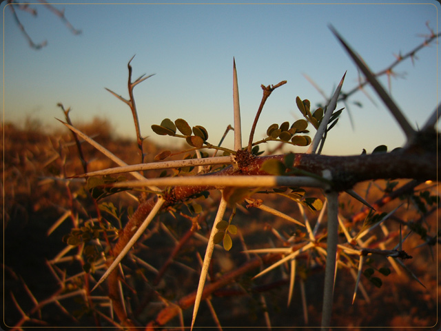 kameeldoring Foto & Bild | africa, southern africa, namibia Bilder auf ...